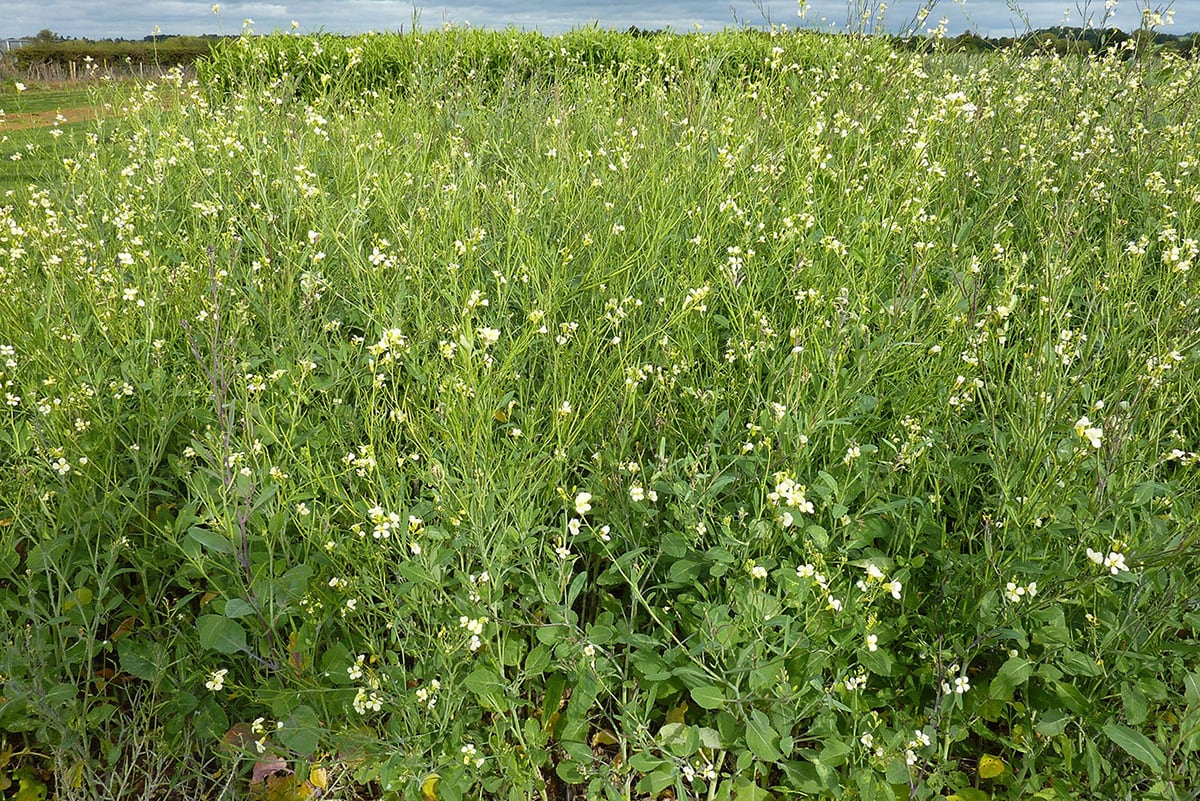 Texel Greens and Turkish Rocket – MoreVeg Seeds