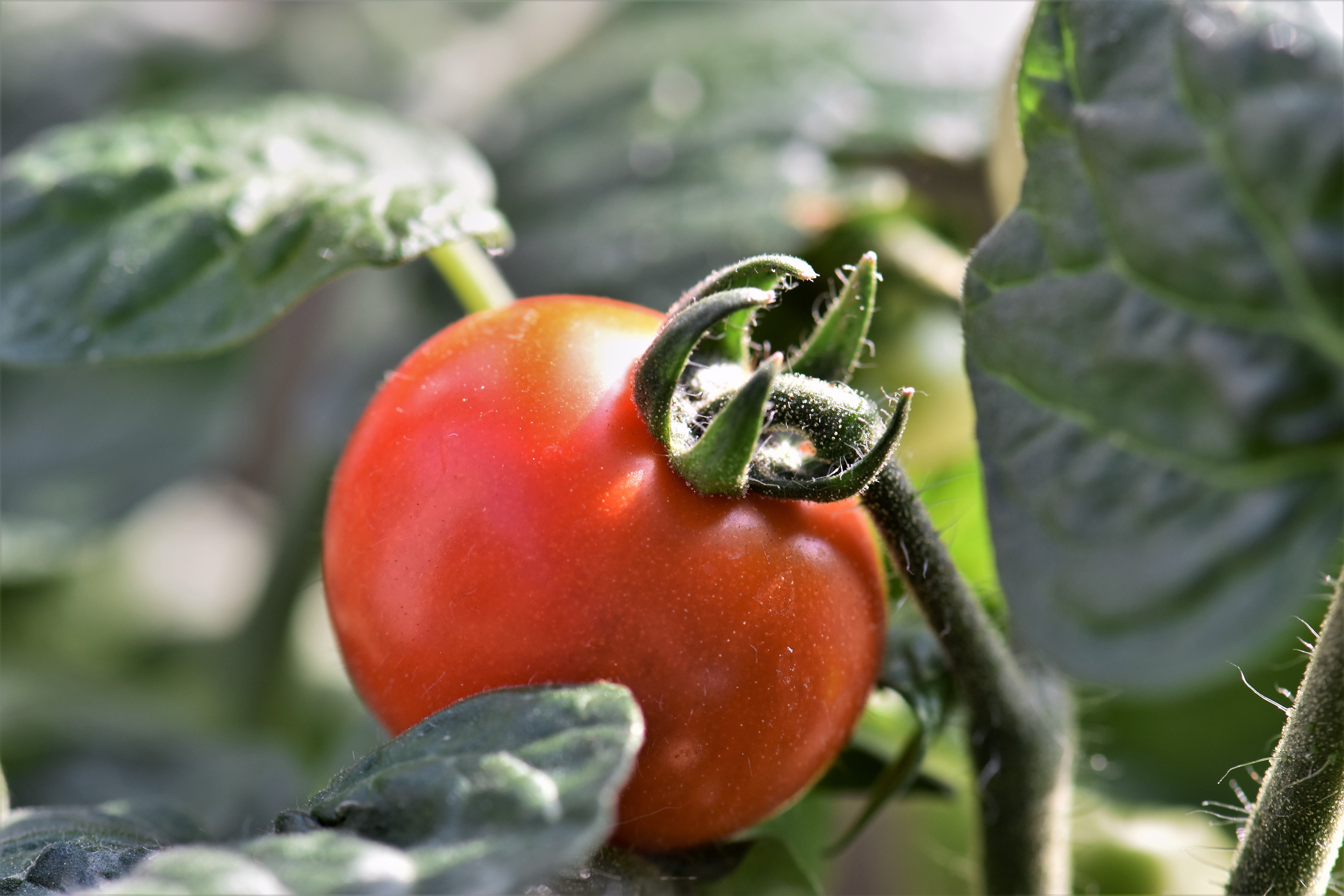 Tomatoes - Cherry – MoreVeg Seeds