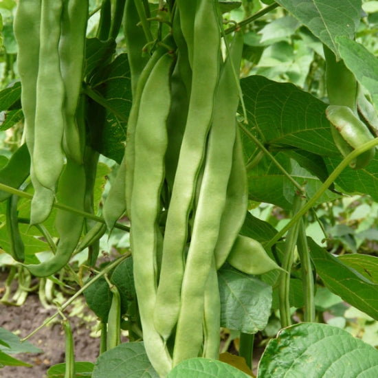 French Bean - Climbing – MoreVeg Seeds