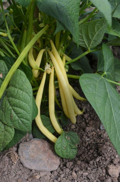 French Beans - Dwarf – MoreVeg Seeds