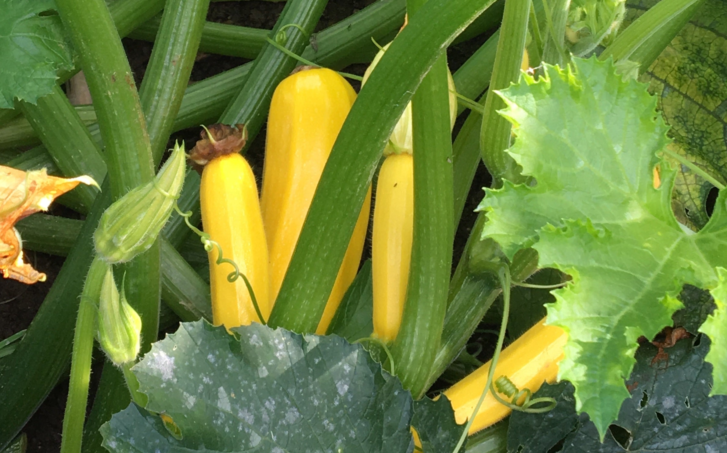 Courgette, Marrow & Luffa – MoreVeg Seeds