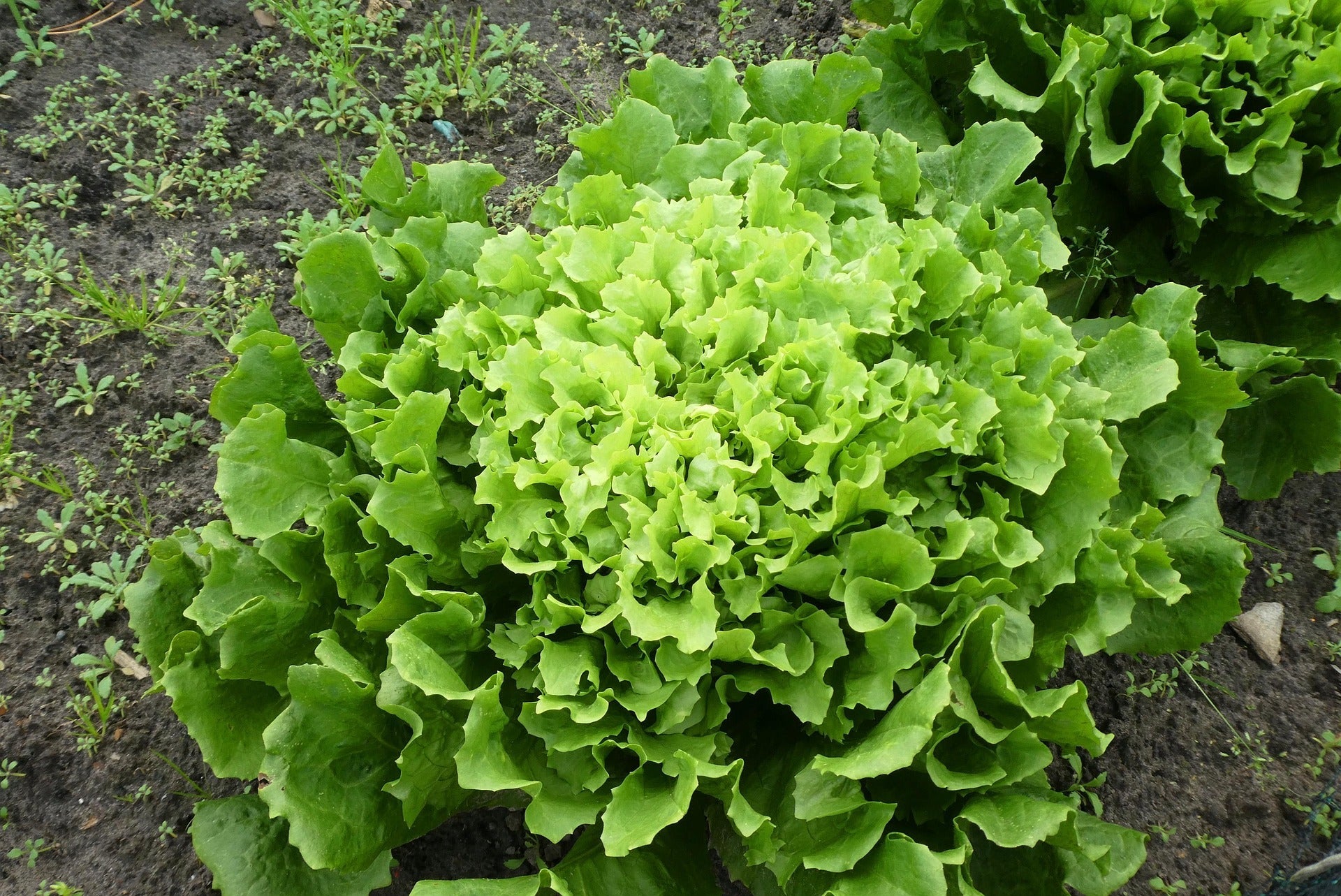 Endive – MoreVeg Seeds
