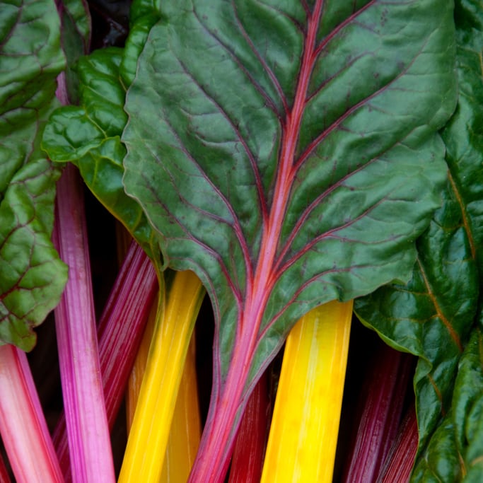 Leaf Beet – MoreVeg Seeds