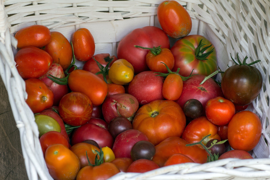 Tomatoes – MoreVeg Seeds