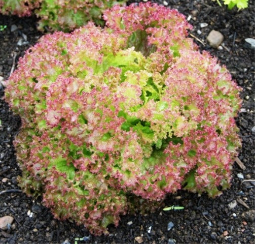 Lettuce Lollo Rosso – MoreVeg Seeds