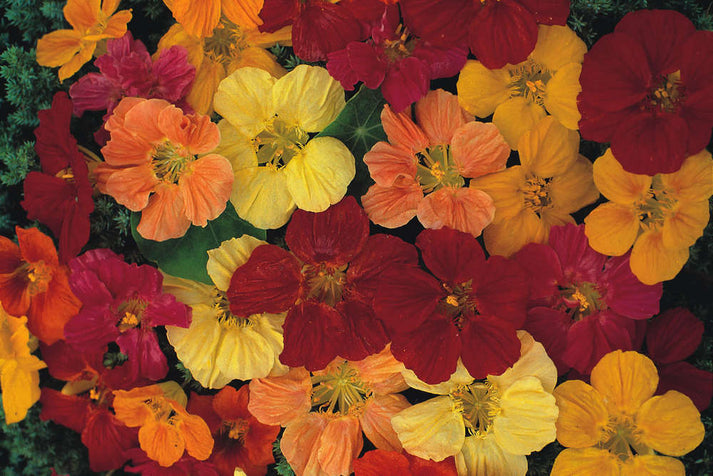Nasturtium Gleam Hybrids Mix – MoreVeg Seeds
