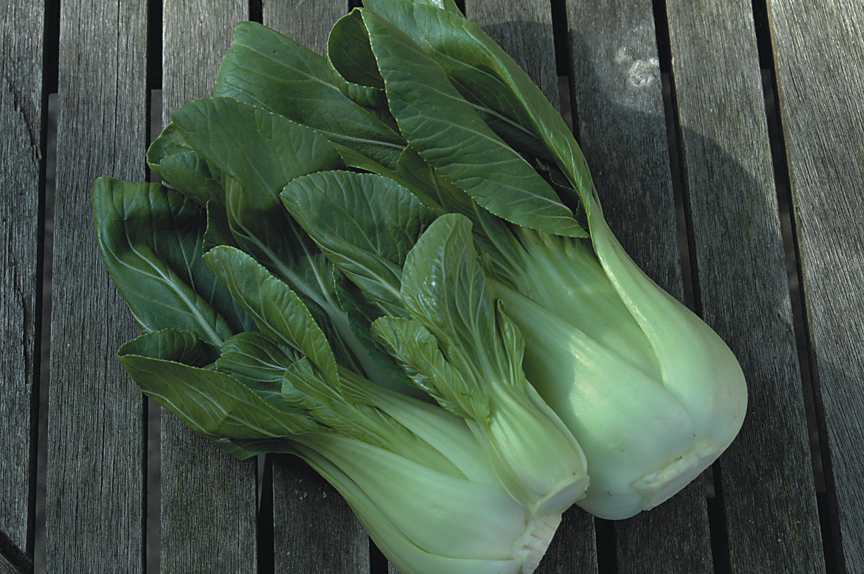 Pak Choi Hanakan F1 – MoreVeg Seeds