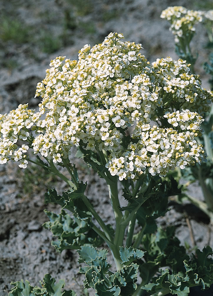 Seakale Moreveg