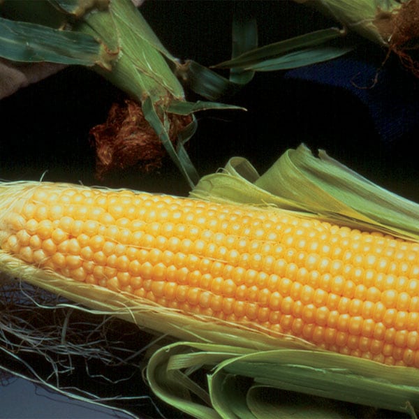 Sweet Corn Incredible F1 – MoreVeg Seeds