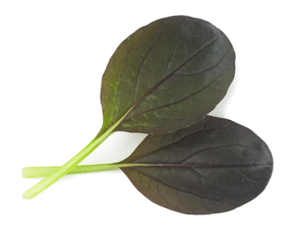 Pak Choi Red Wizard F1 – MoreVeg Seeds
