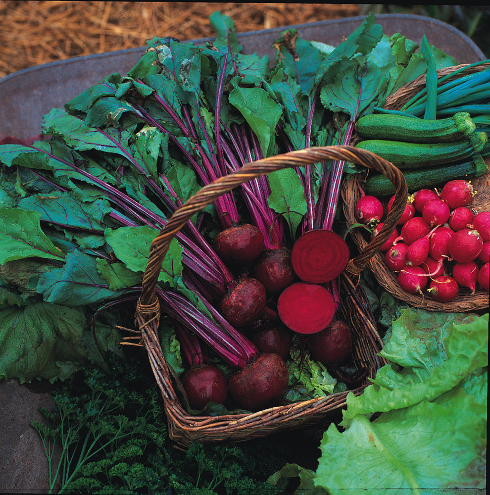 Beetroot Boltardy – MoreVeg Seeds