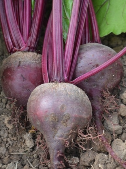 Beetroot Detroit Globe – MoreVeg Seeds