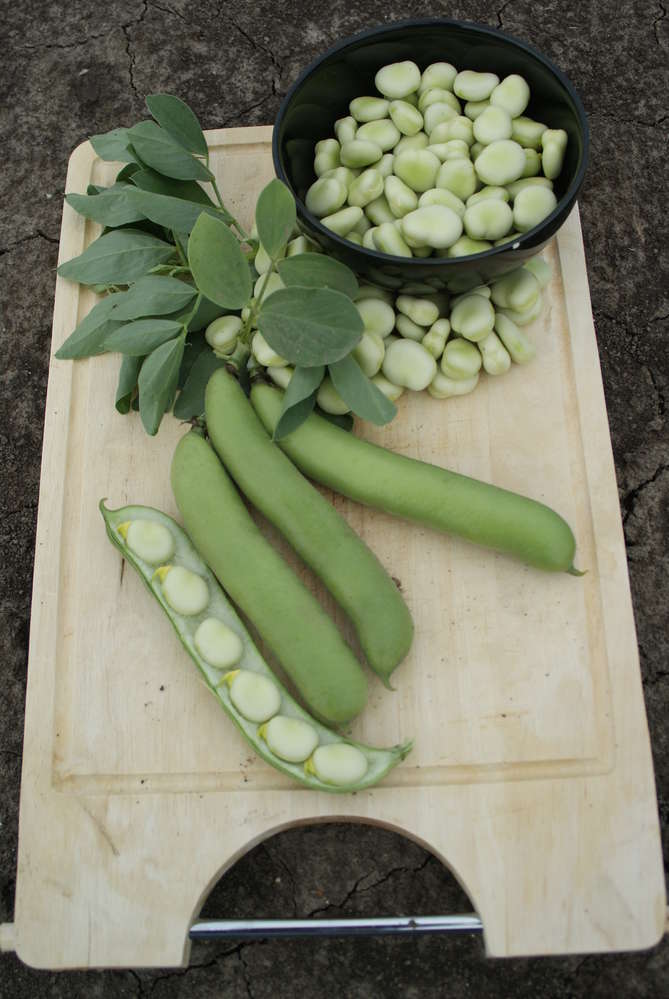 Broad Bean Monica – MoreVeg Seeds