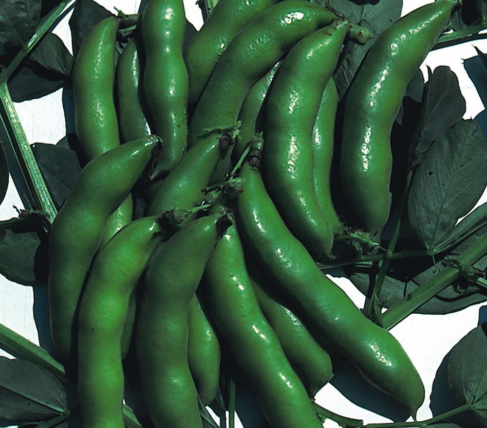 Broad Bean Sutton Dwarf – MoreVeg Seeds