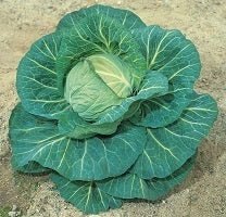 Cabbage Spring Hero F1 – MoreVeg Seeds