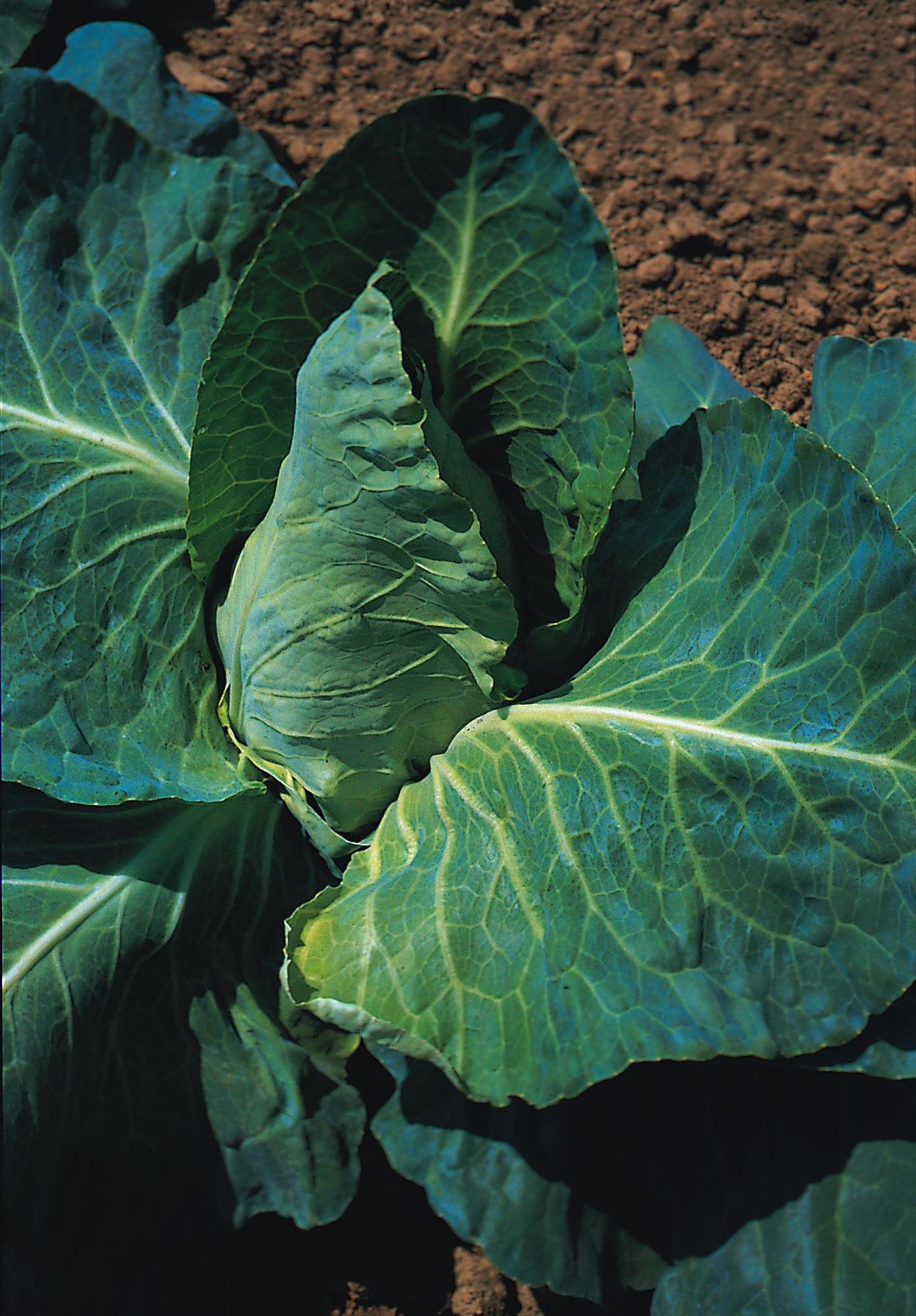 Cabbage Greyhound – MoreVeg Seeds