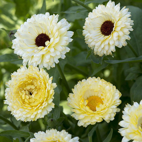 Calendula Snow Princess – MoreVeg Seeds