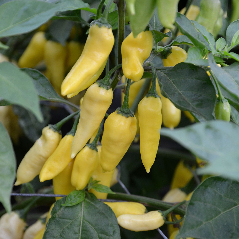 Chilli Chinese Wraith – MoreVeg Seeds