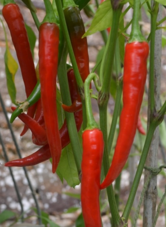 Chilli Ring Of Fire – MoreVeg Seeds