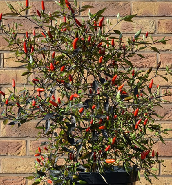 Chilli Zimbabwe Black – MoreVeg Seeds