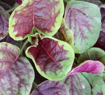 Chinese Amaranth Passion – MoreVeg Seeds