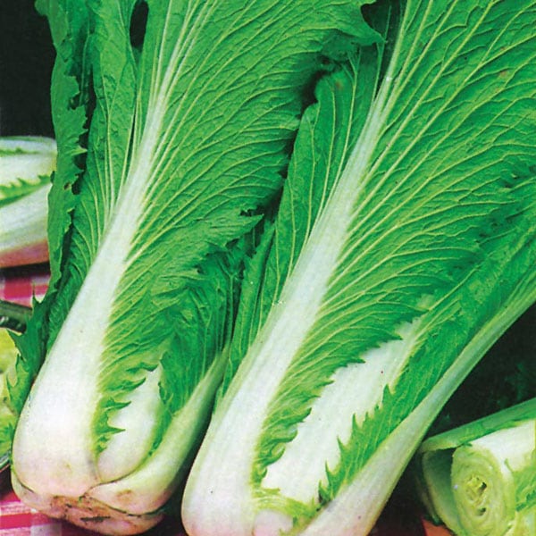 Chinese Cabbage Wong Bok – MoreVeg Seeds