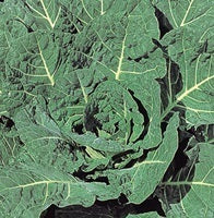Collard Hi Crop F1 – MoreVeg Seeds