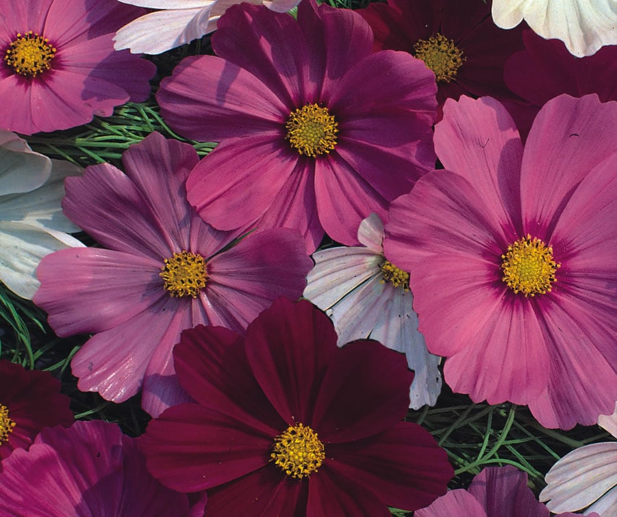 Cosmos Sensation Mixed – MoreVeg Seeds