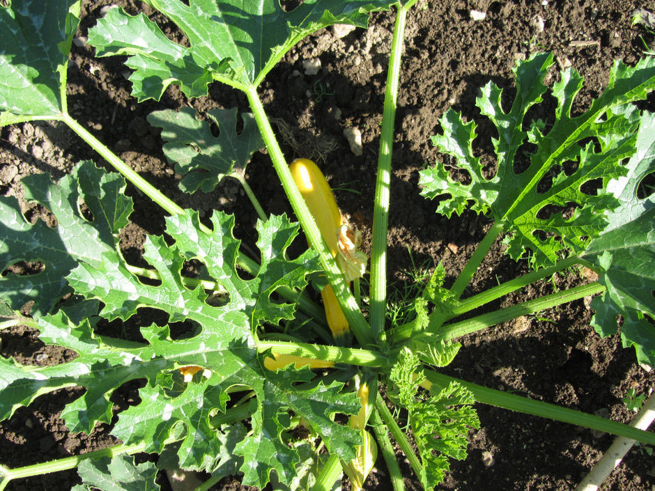Courgette, Marrow & Luffa – MoreVeg Seeds