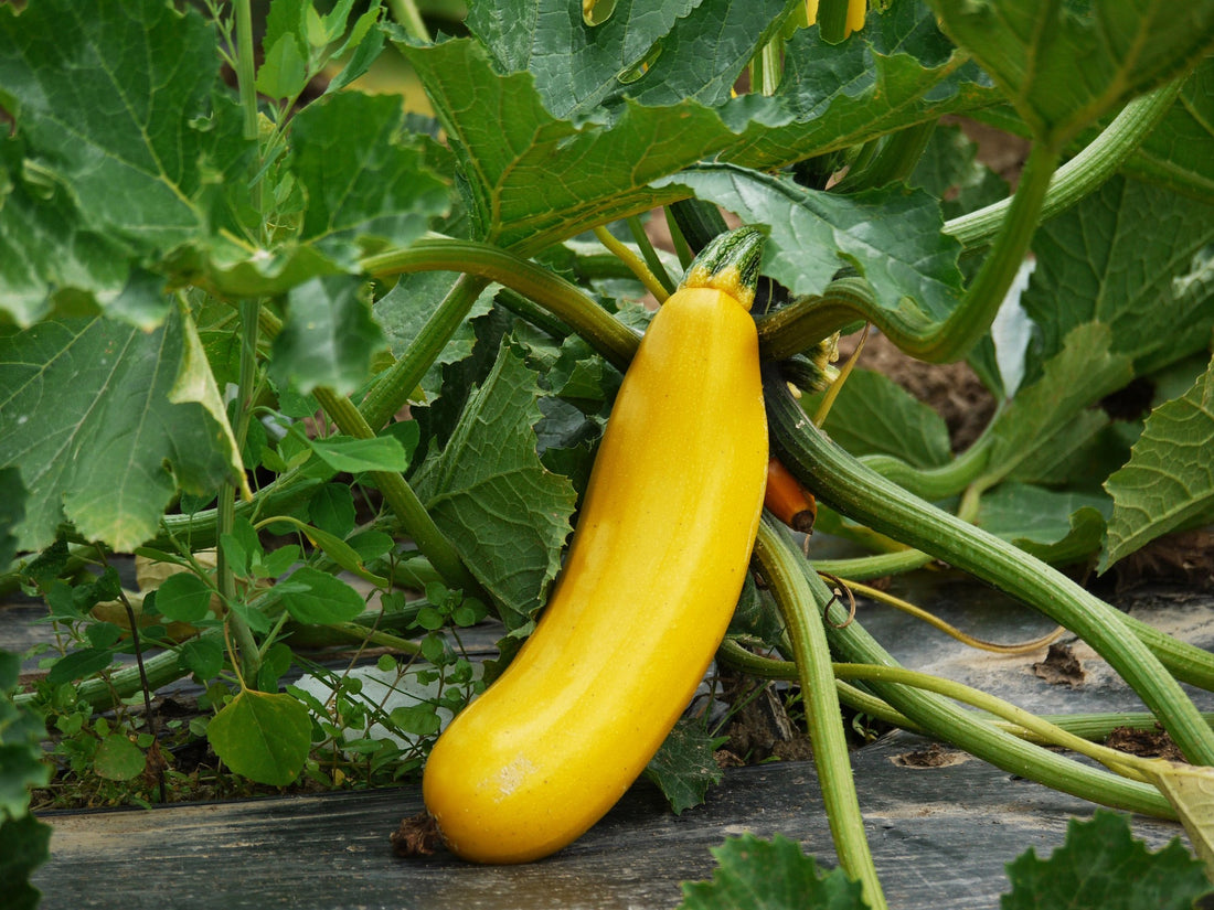 Courgette Sunstripe F1 – MoreVeg Seeds