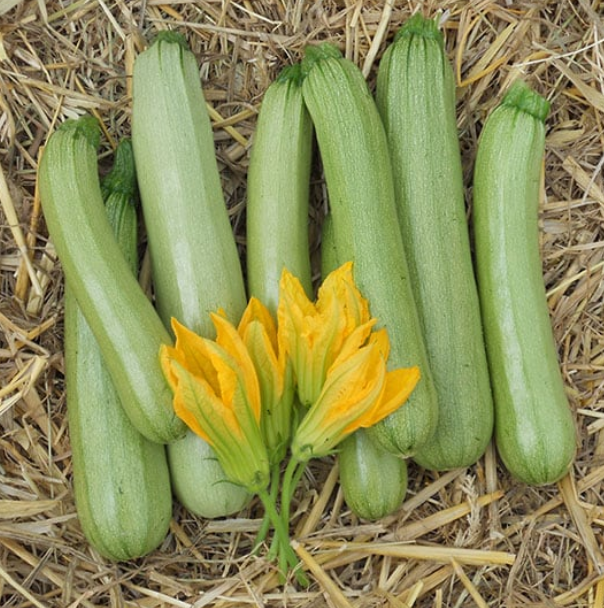 Courgette Alfresco F1 – MoreVeg Seeds