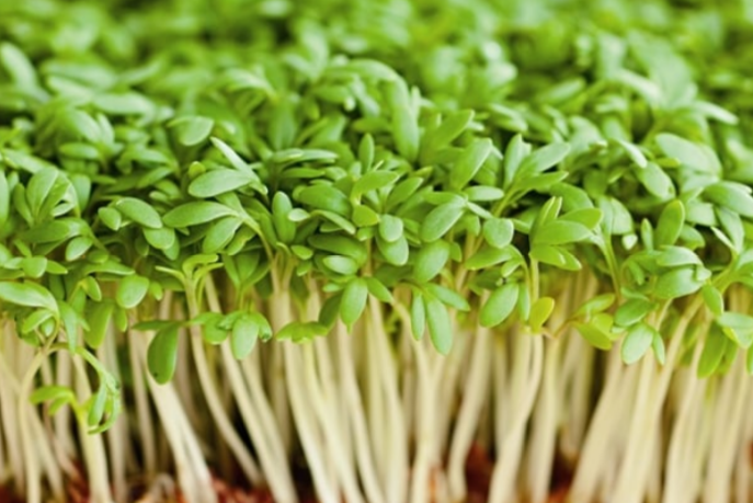 Cress Common Cress – MoreVeg Seeds