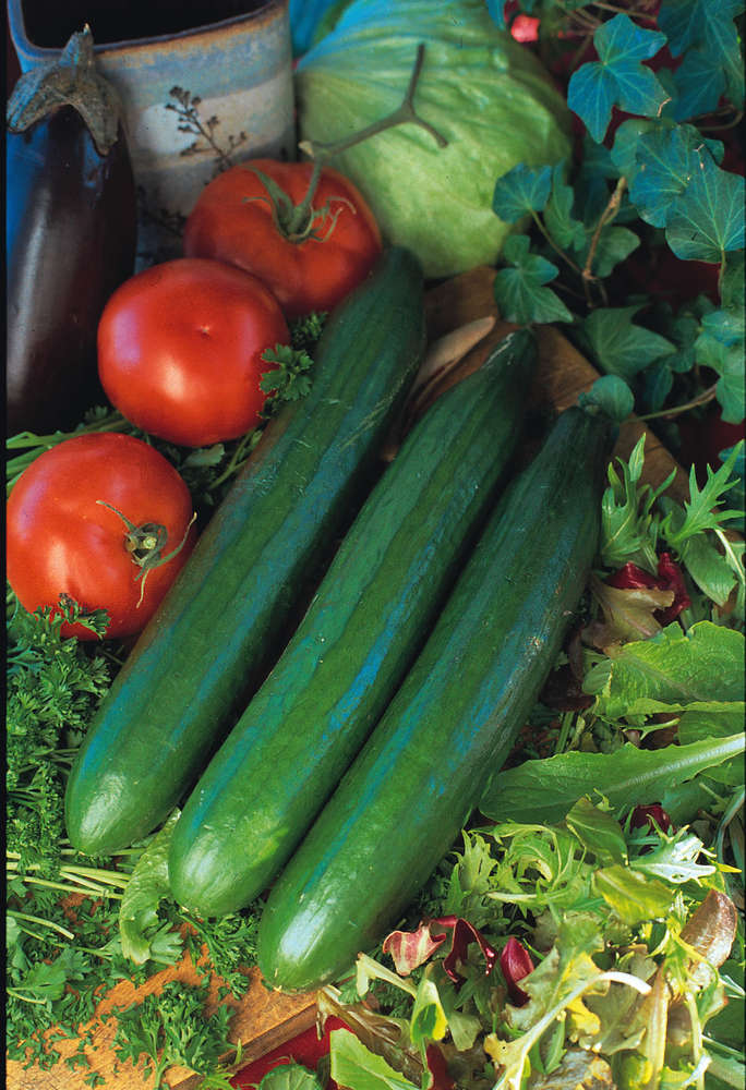 Cucumber Telegraph Improved – MoreVeg Seeds