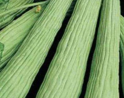 Cucumber Armenian Yard Long – MoreVeg Seeds