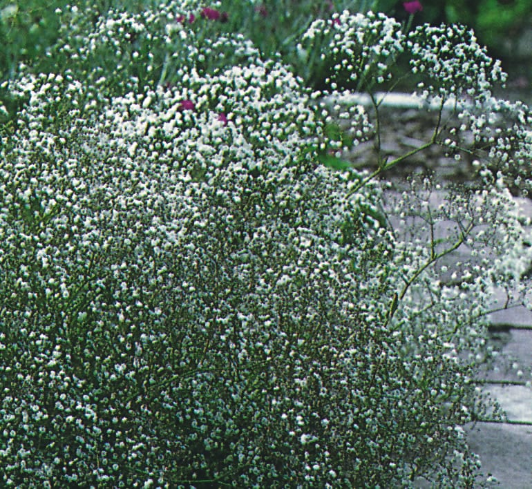 Gypsophilia Elegans Covent Garden – MoreVeg Seeds