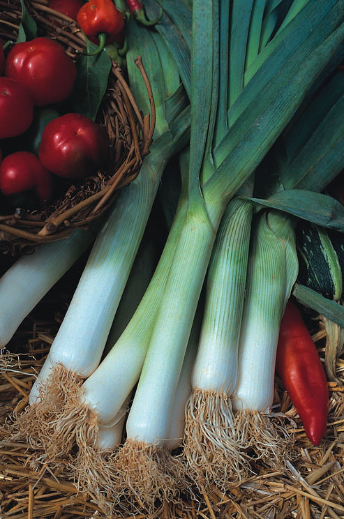 LUSCIOUS LEEKS 2026 – MoreVeg Seeds