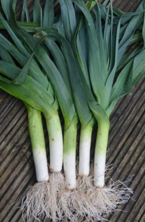 Leek Winter Giant – MoreVeg Seeds
