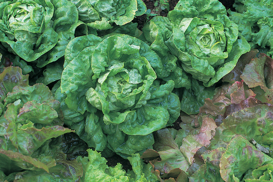 Lettuce All Year Round – MoreVeg Seeds