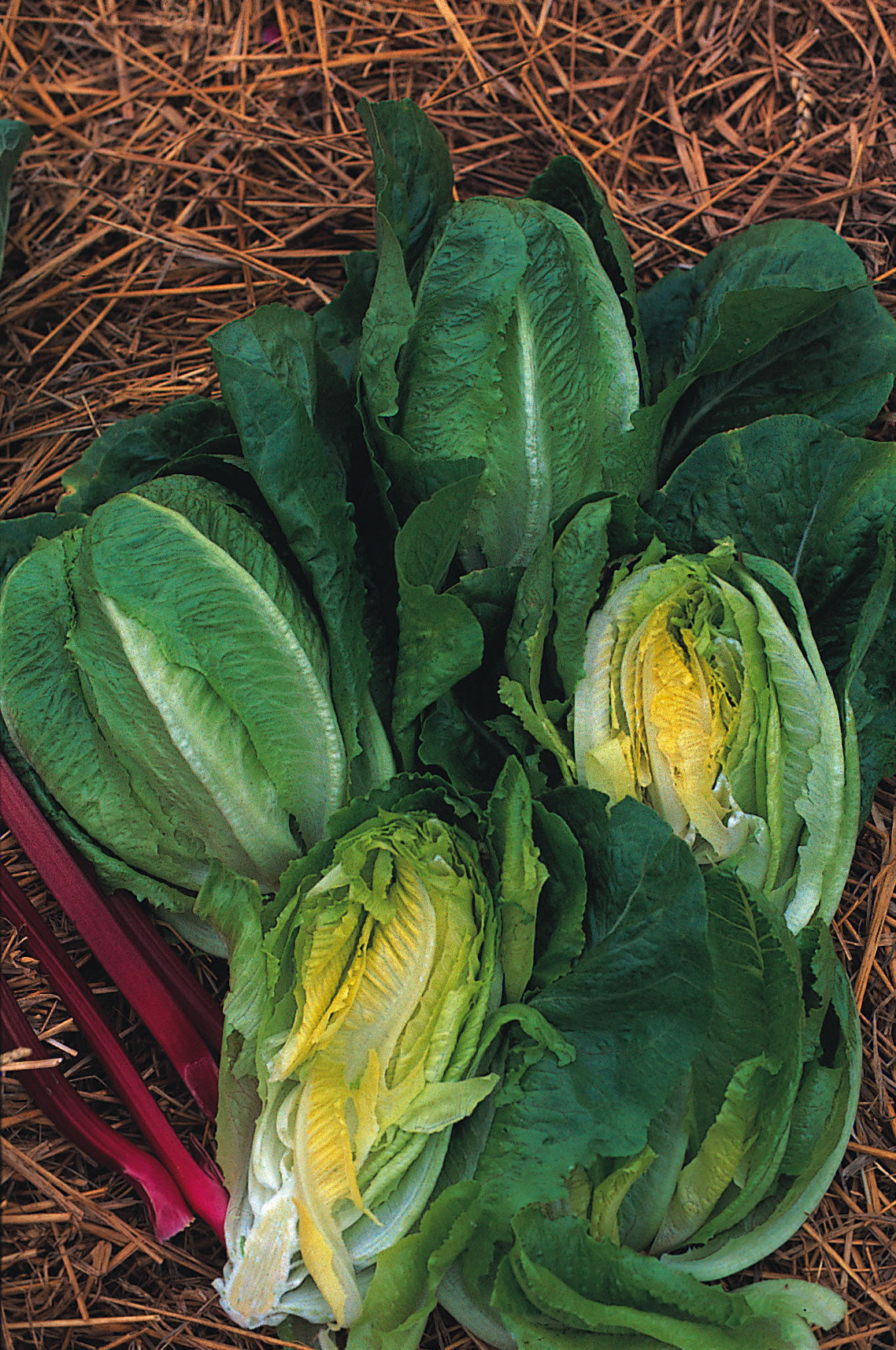 Lettuce Little Gem – MoreVeg Seeds