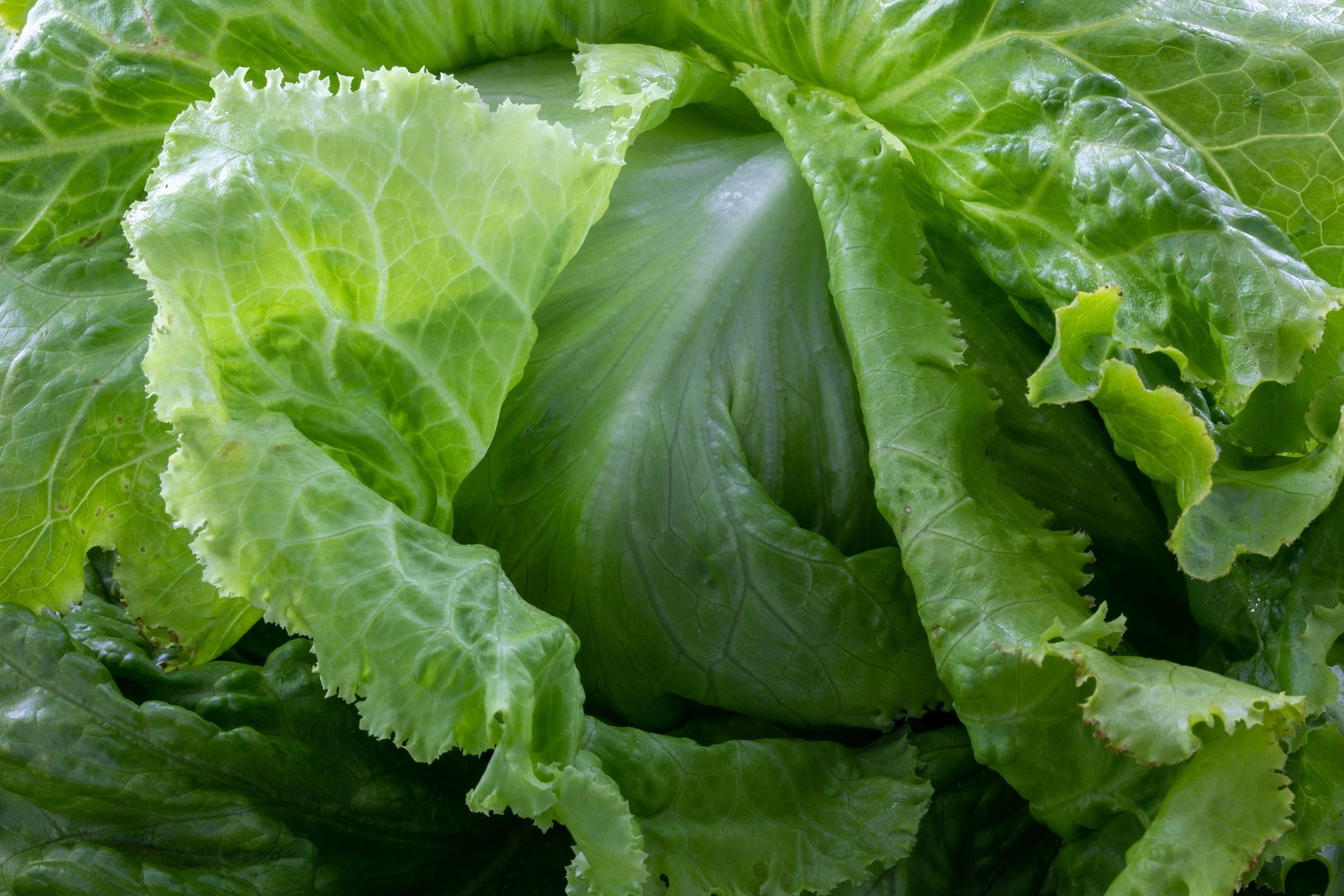 Lettuce Miniko – MoreVeg Seeds