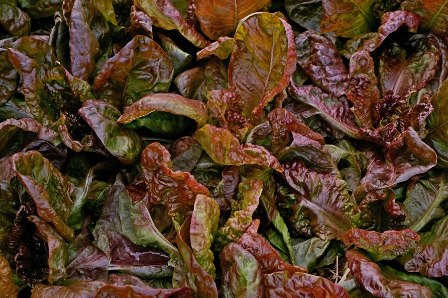 Lettuce Red Velvet – MoreVeg Seeds