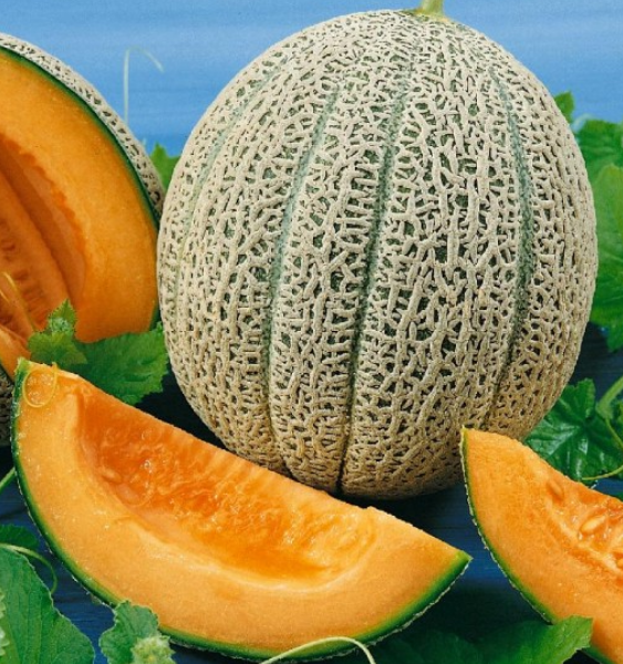 Melon Hales Best Jumbo – MoreVeg Seeds