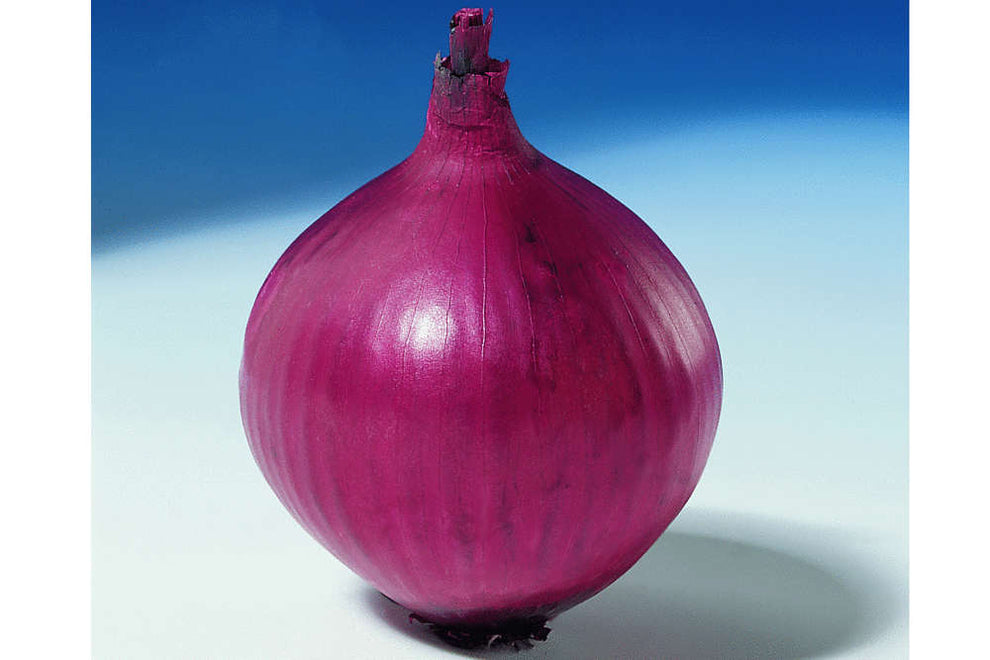 Onion Red Baron – MoreVeg Seeds