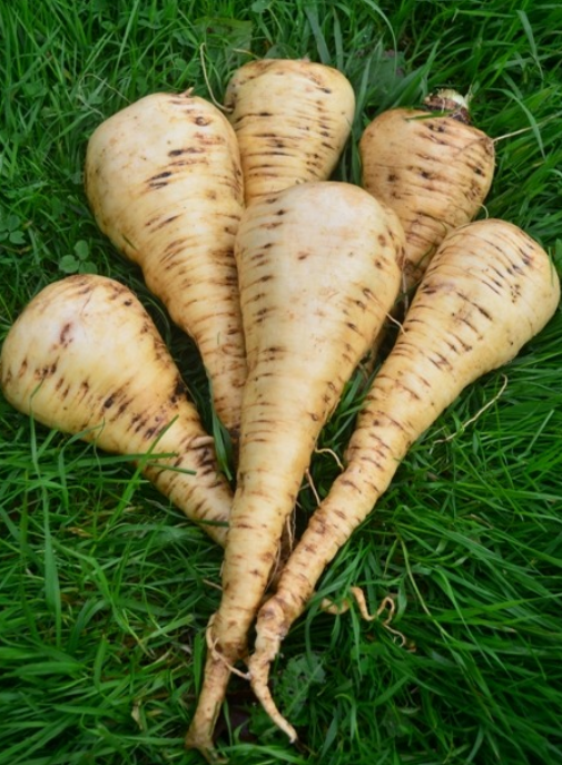 Parsnip Aromata – MoreVeg Seeds