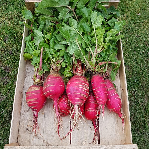 Radish China Rose – MoreVeg Seeds