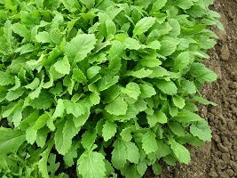 Rocket Wasabi – MoreVeg Seeds
