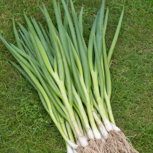Spring Onion Gerda – MoreVeg Seeds