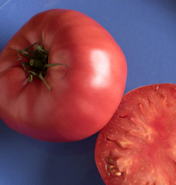 Tomato Brandywine Pink – MoreVeg Seeds