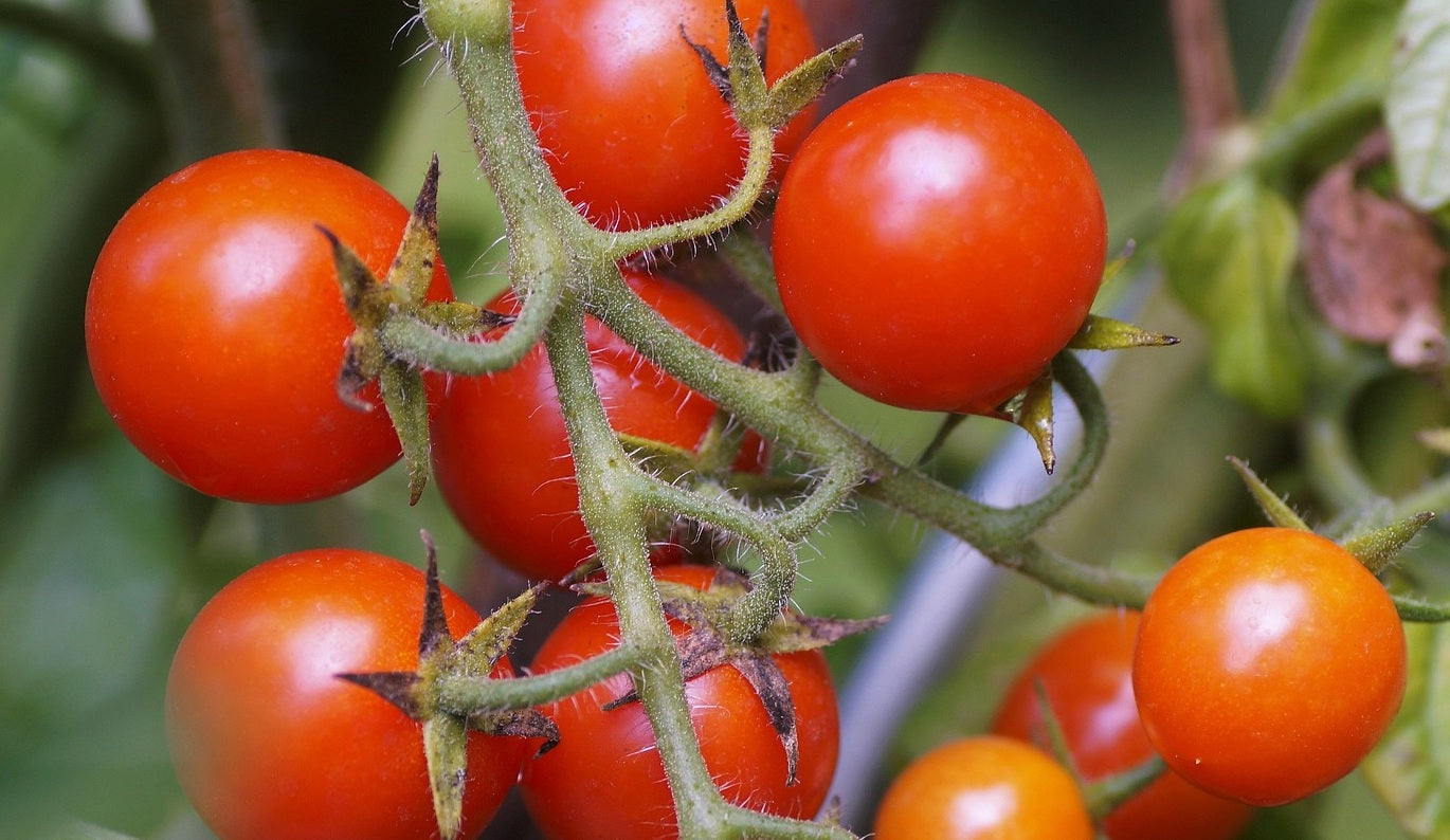 Tomato Christmas Grape – MoreVeg Seeds