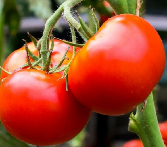 Tomato Homestead – MoreVeg Seeds